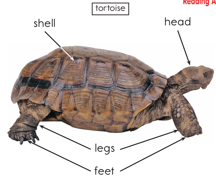Animal Parts